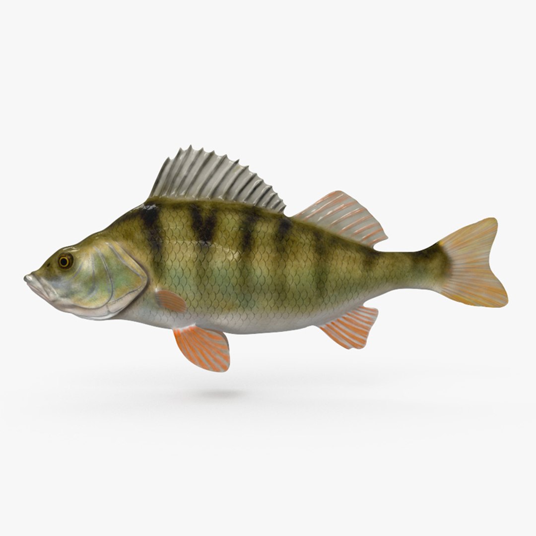 Perch HD 3D model - TurboSquid 1753478