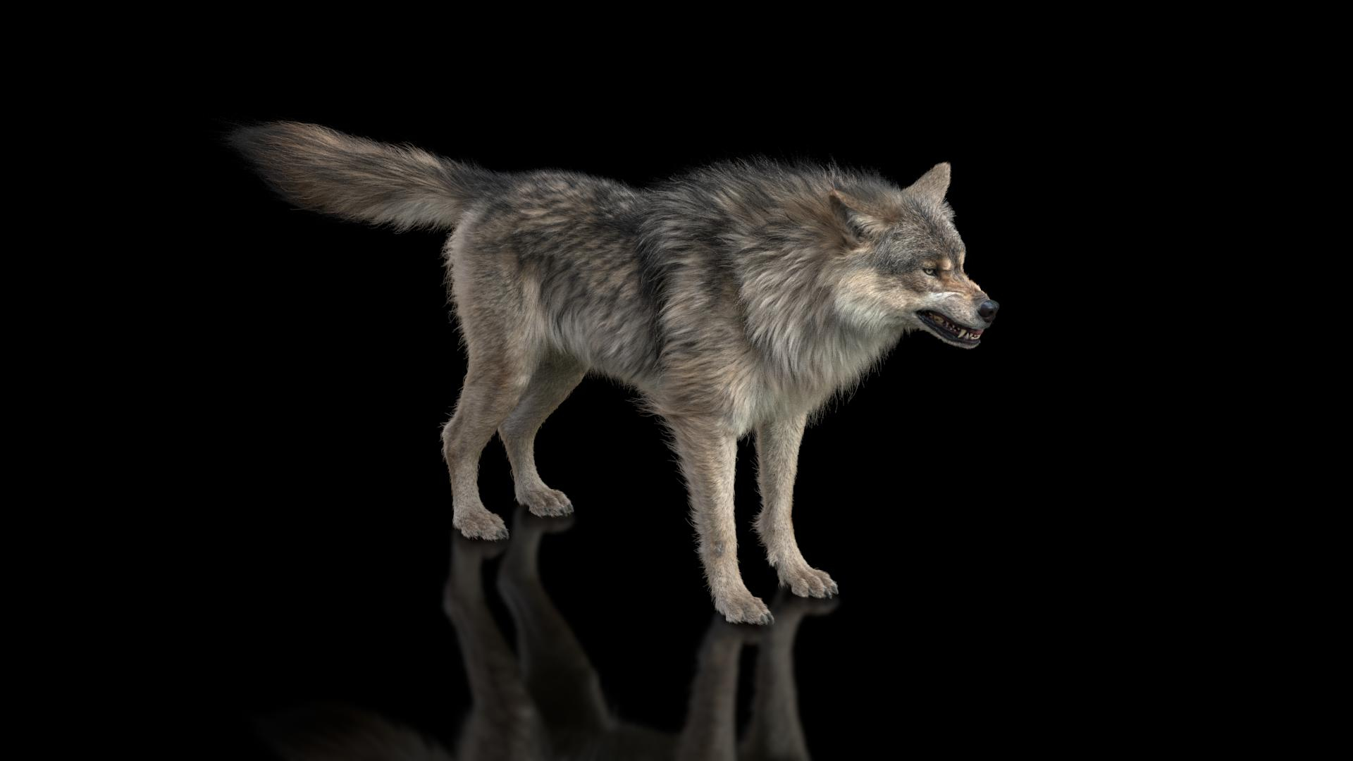 wolf 3D 모델 - TurboSquid 2044177