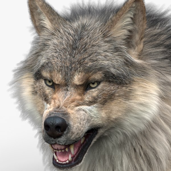 Angry Wolf Front View