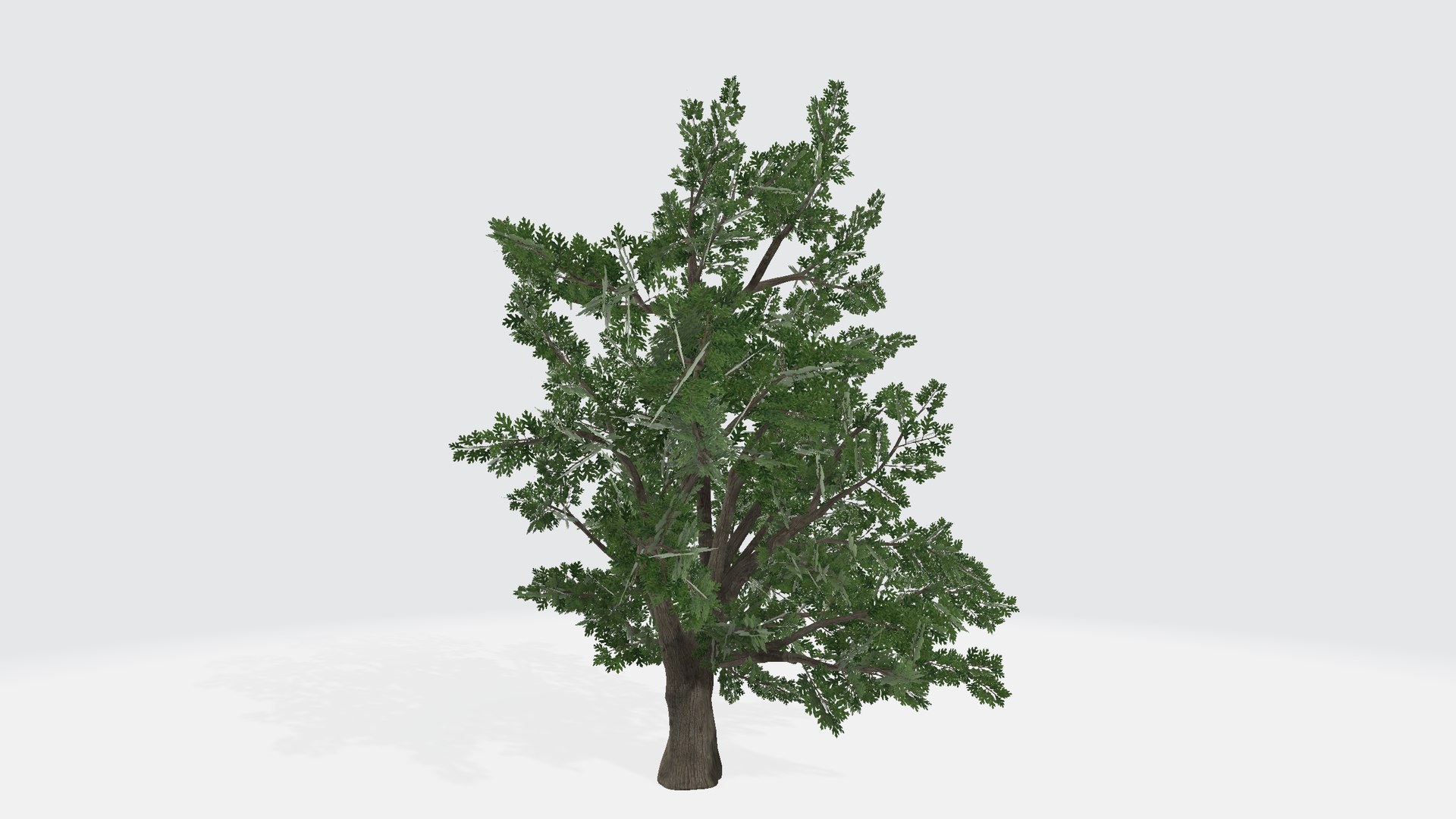 White Oak Tree 3D - TurboSquid 2330392