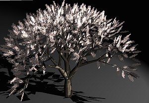 Low Poly Cherry Tree 3D Models for Download | TurboSquid
