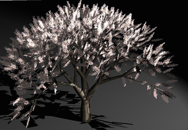 3d model cherry tree
