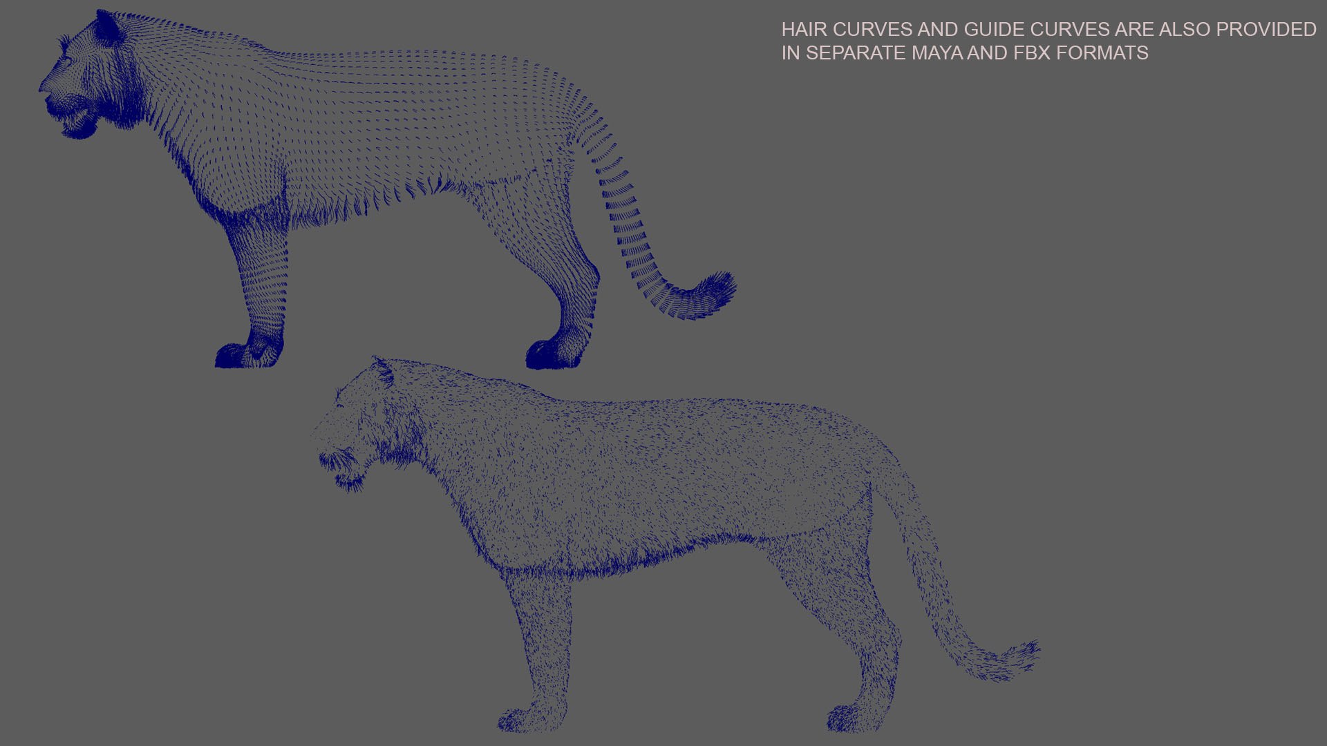 3d Bengal Tiger Rigged Fur Model Turbosquid 1481177