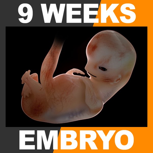 3d model 18 weeks human fetus