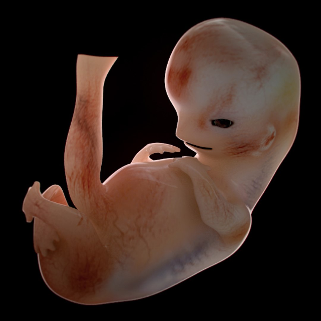 9 Weeks Human Embryo 3d C4d