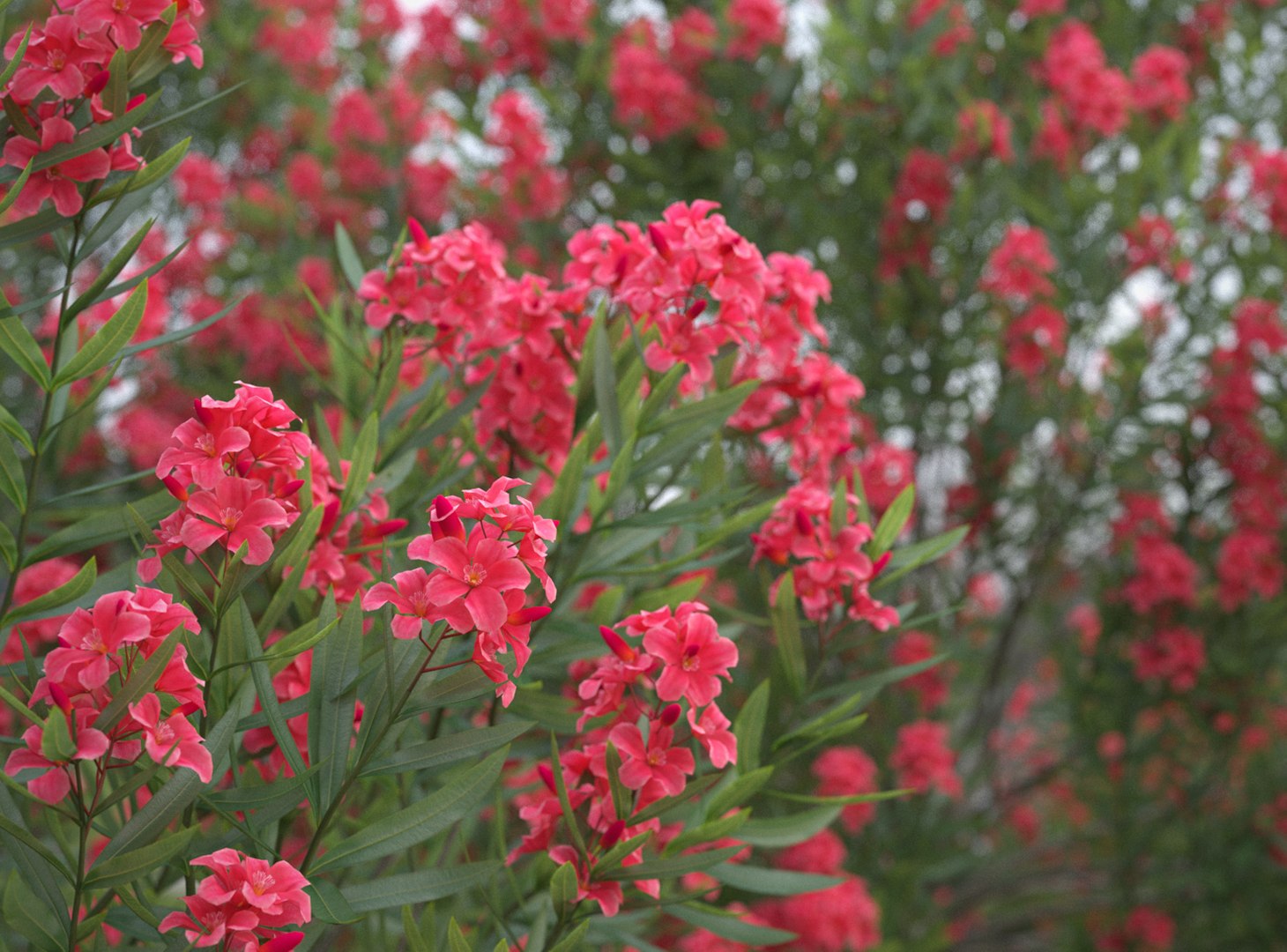 Oleander Flower Model - TurboSquid 1158182
