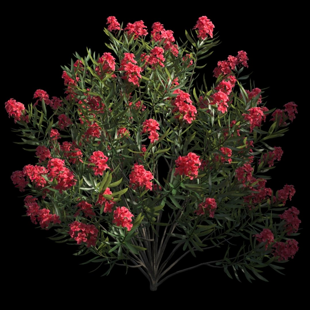Oleander Flower Model - TurboSquid 1158182