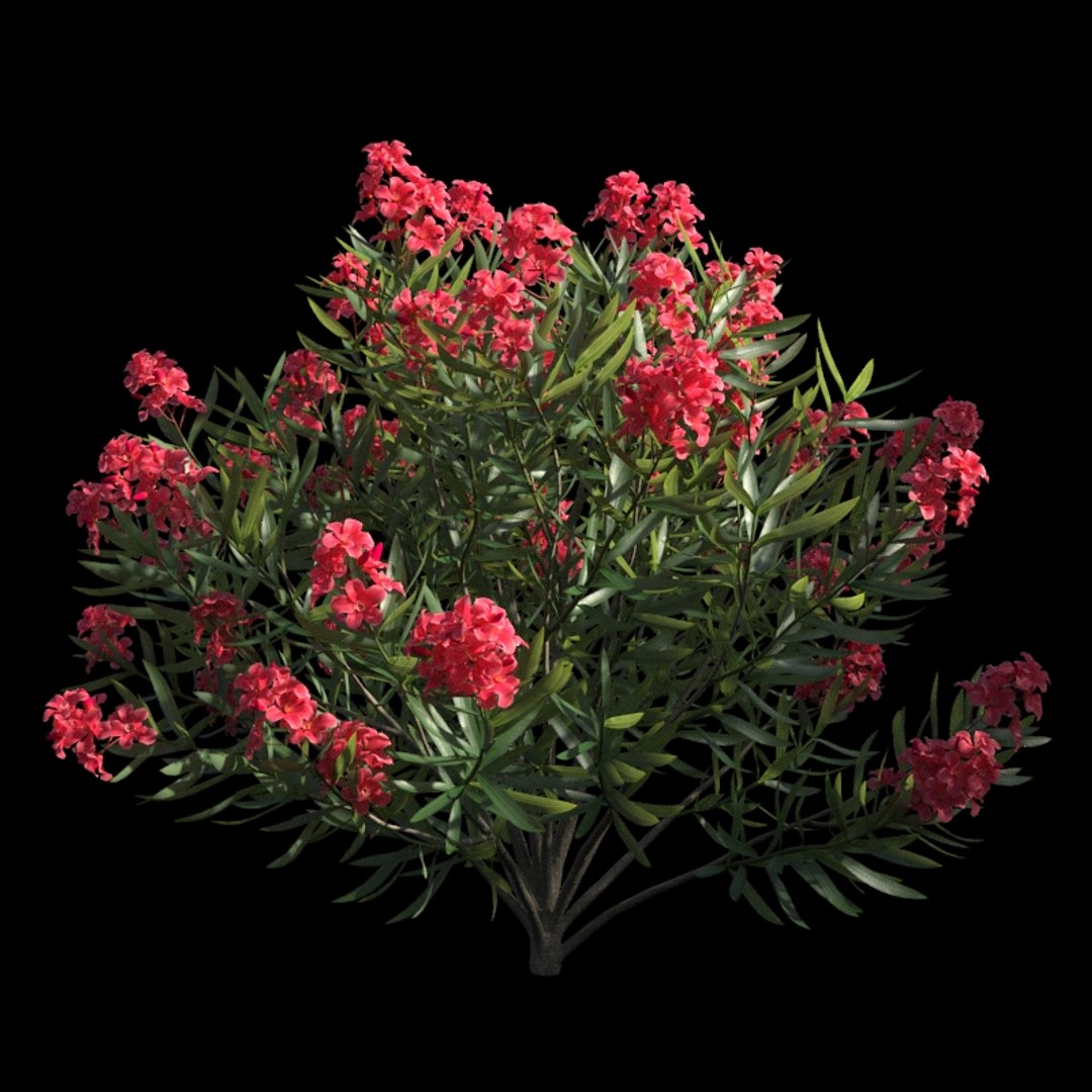 Oleander Flower Model - TurboSquid 1158182