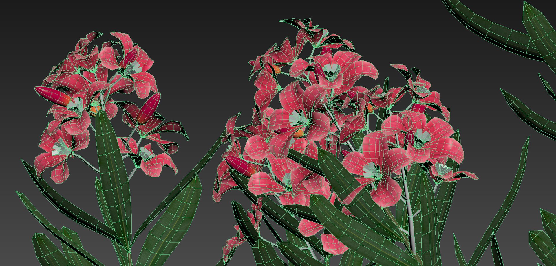 Oleander Flower Model - TurboSquid 1158182