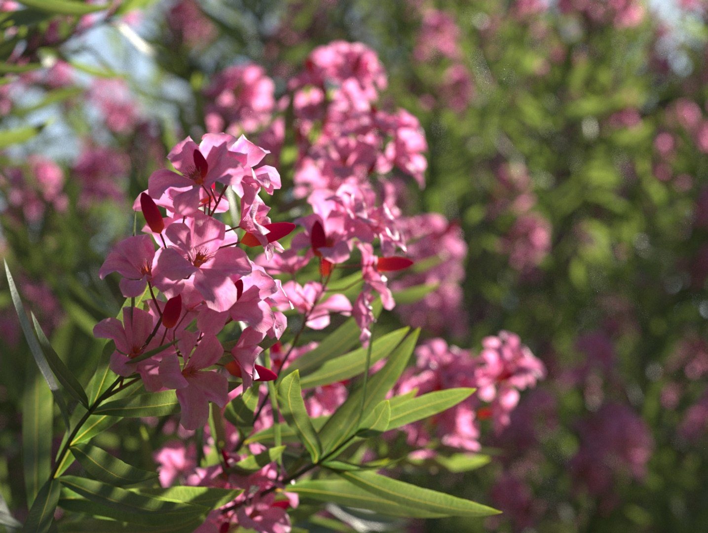 Oleander Flower Model - TurboSquid 1158182