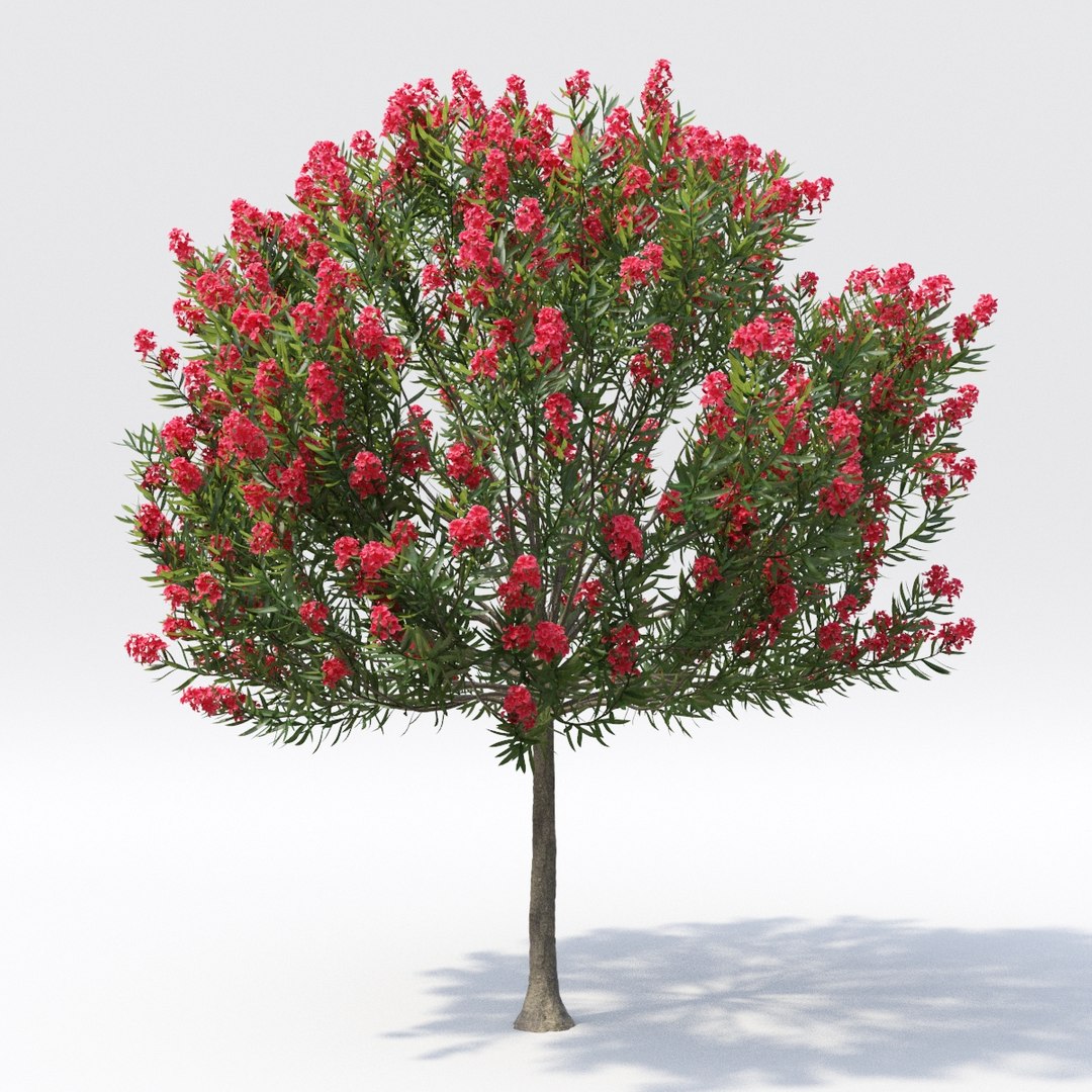 Oleander Flower Model - TurboSquid 1158182