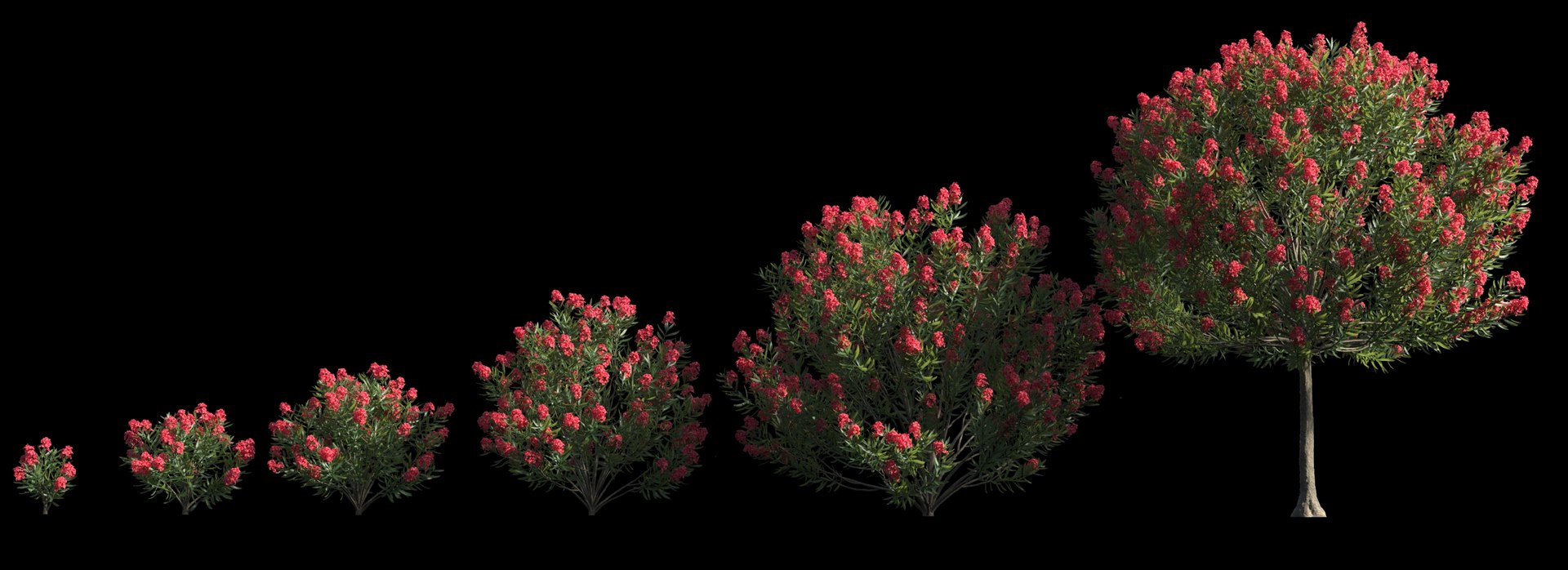 Oleander Flower Model - TurboSquid 1158182