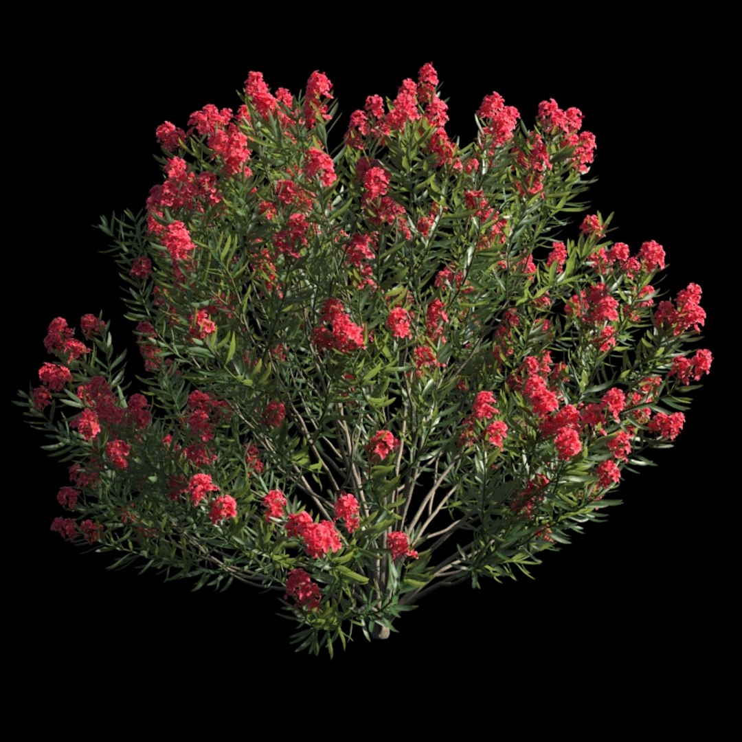 Oleander Flower Model - TurboSquid 1158182