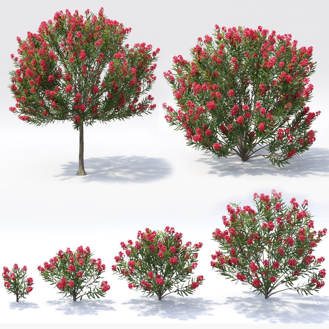 Oleander Flower Model - TurboSquid 1158182