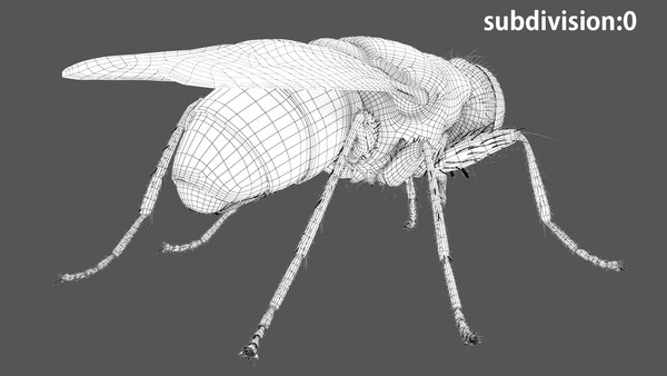 3D insect bug fly - TurboSquid 1540826