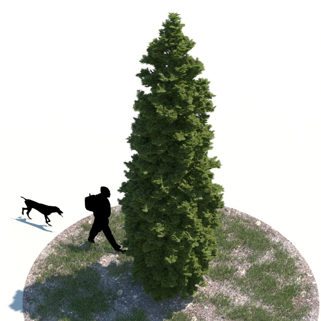 3d Model Realistic Thuja Tree