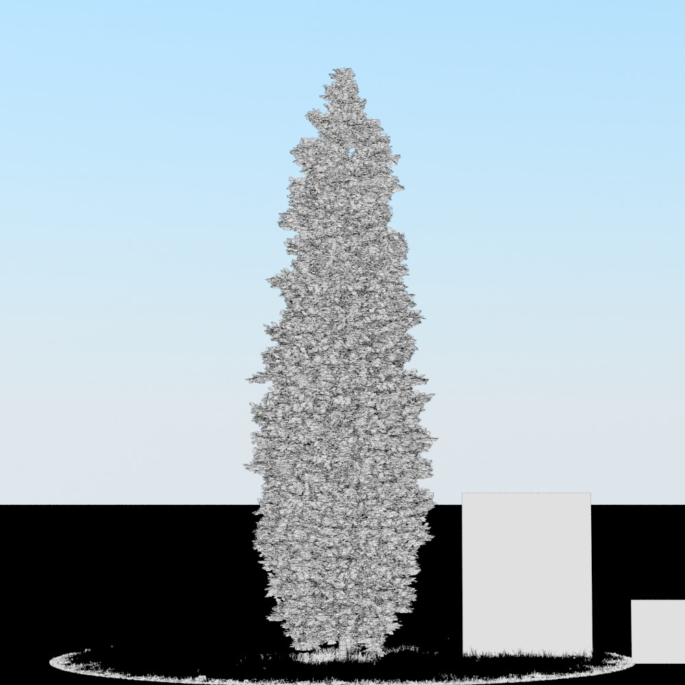 3d model realistic thuja tree