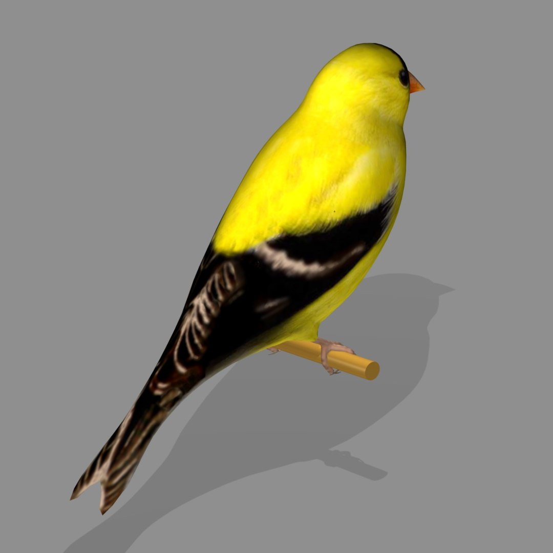 3d american goldfinch birds ab