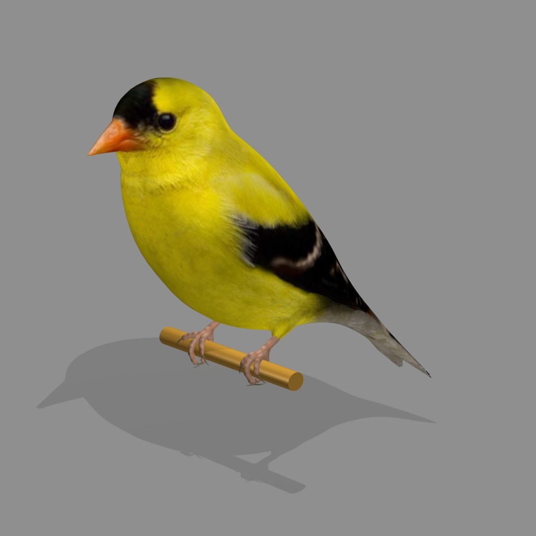 3d american goldfinch birds ab