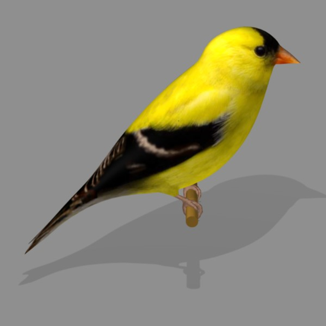 3d american goldfinch birds ab