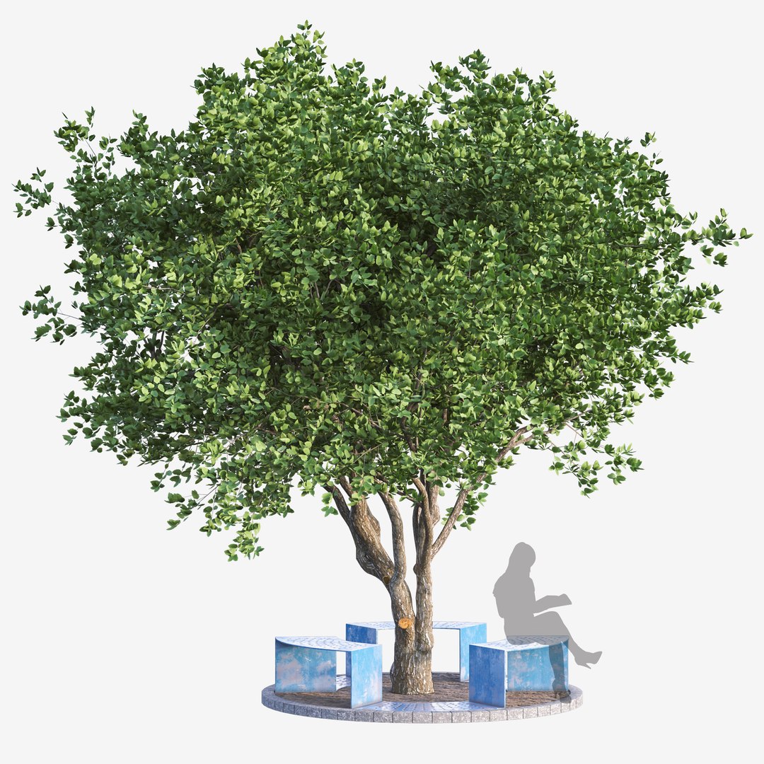 Set Of Cinnamomum Camphora Or Camphor Tree With Tree Grill 3D Model ...