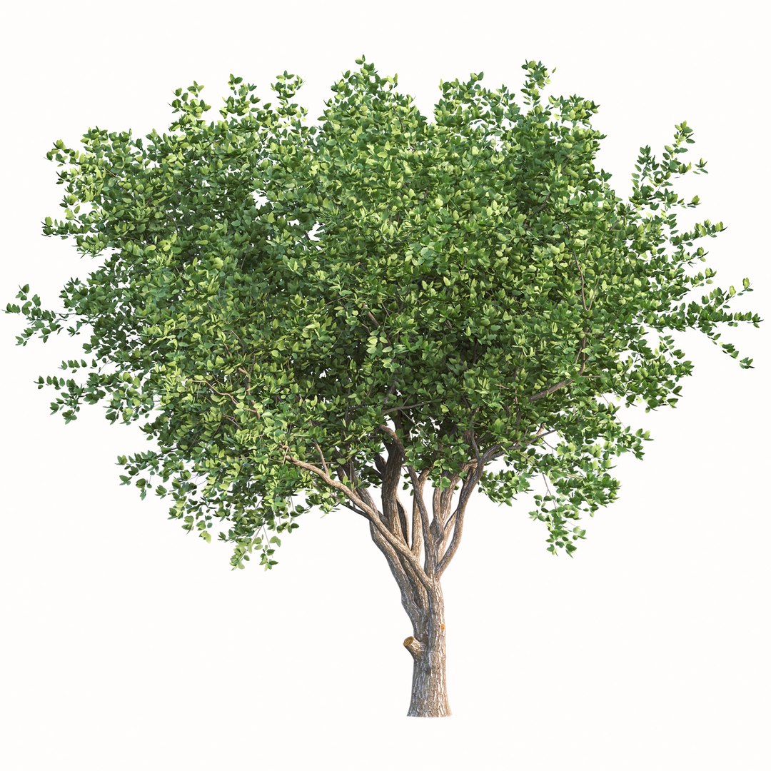 Set Of Cinnamomum Camphora Or Camphor Tree With Tree Grill 3D Model ...