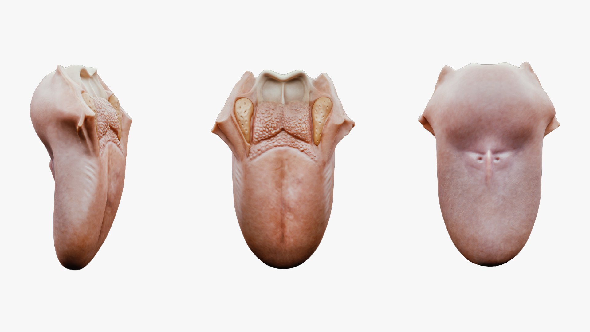 Tongue Anatomy Dorsum Of Tongue3d模型 Turbosquid 2035054