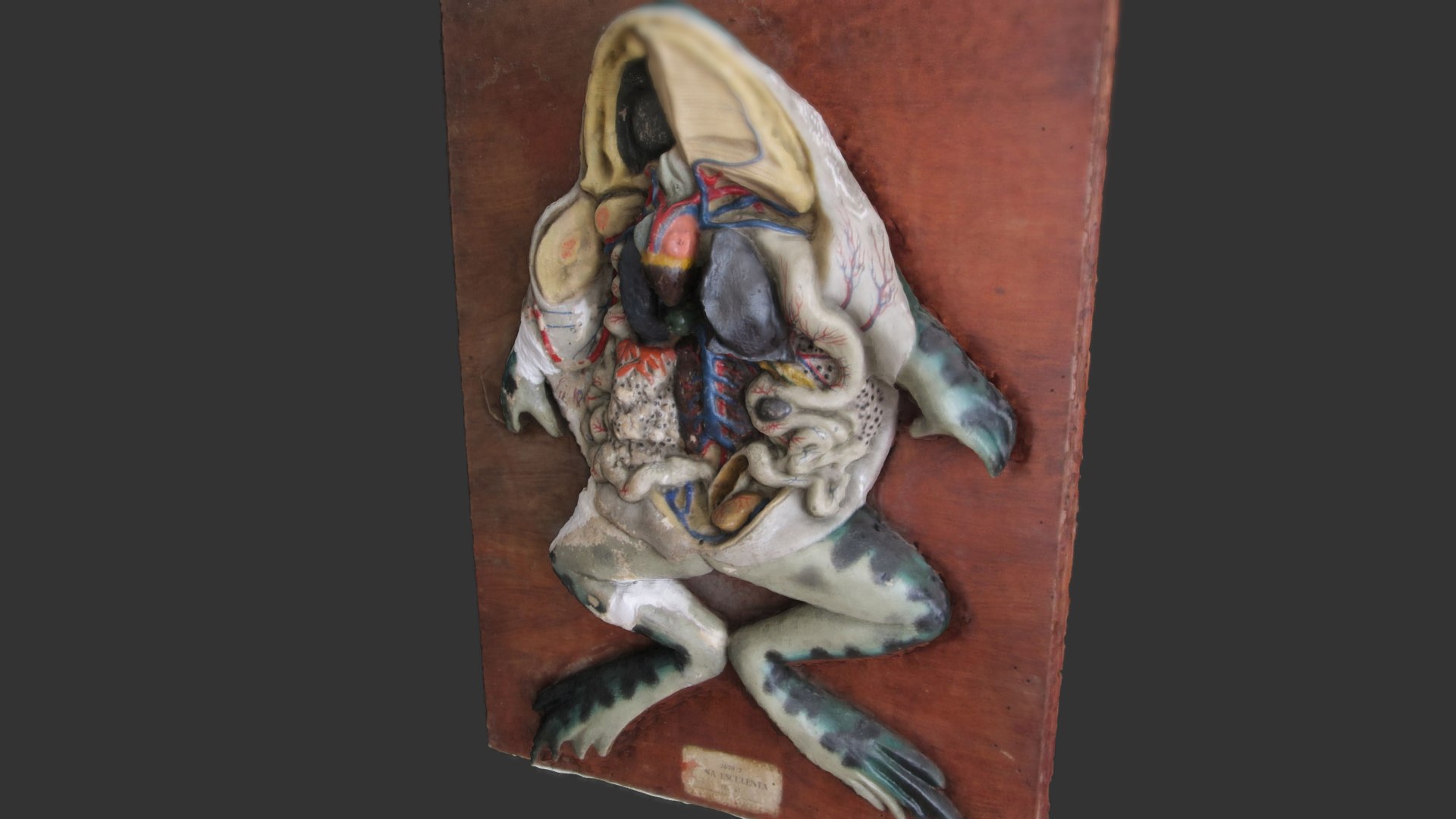 Anatomy Plaster Frog Model 3D Model - TurboSquid 2324613