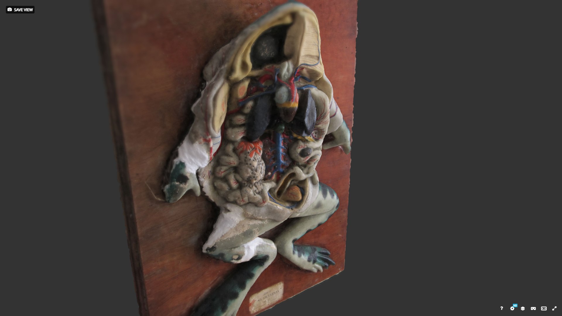 Anatomy Plaster Frog Model 3D Model - TurboSquid 2324613