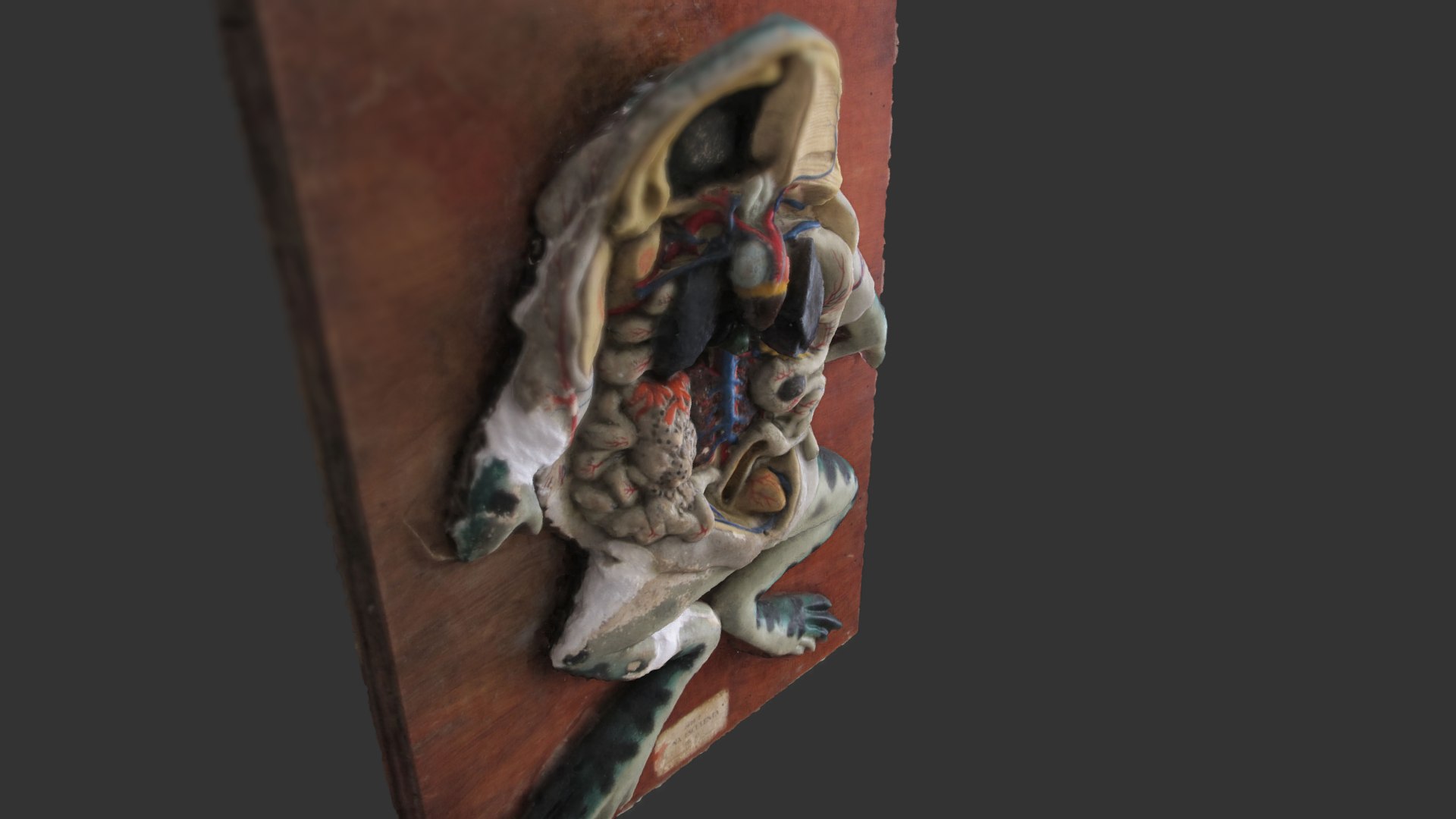 Anatomy Plaster Frog Model 3D Model - TurboSquid 2324613