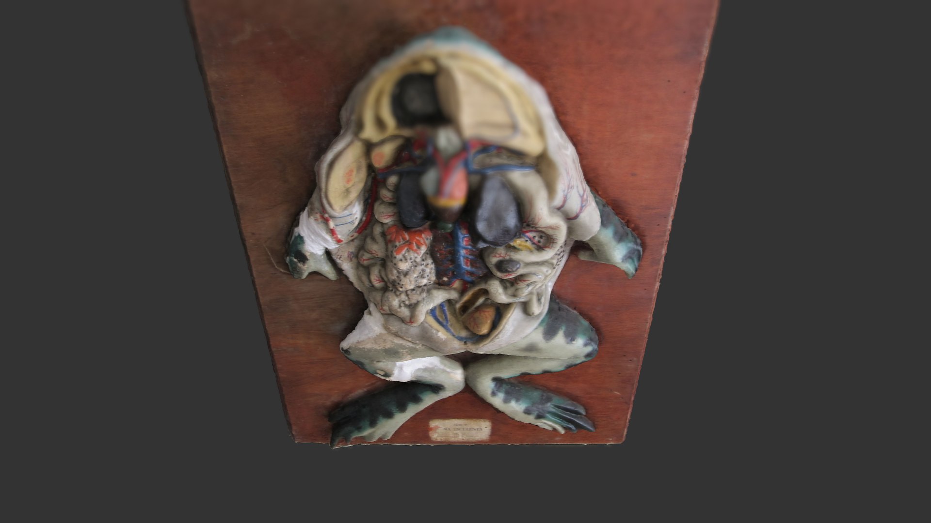 Anatomy Plaster Frog Model 3D Model - TurboSquid 2324613