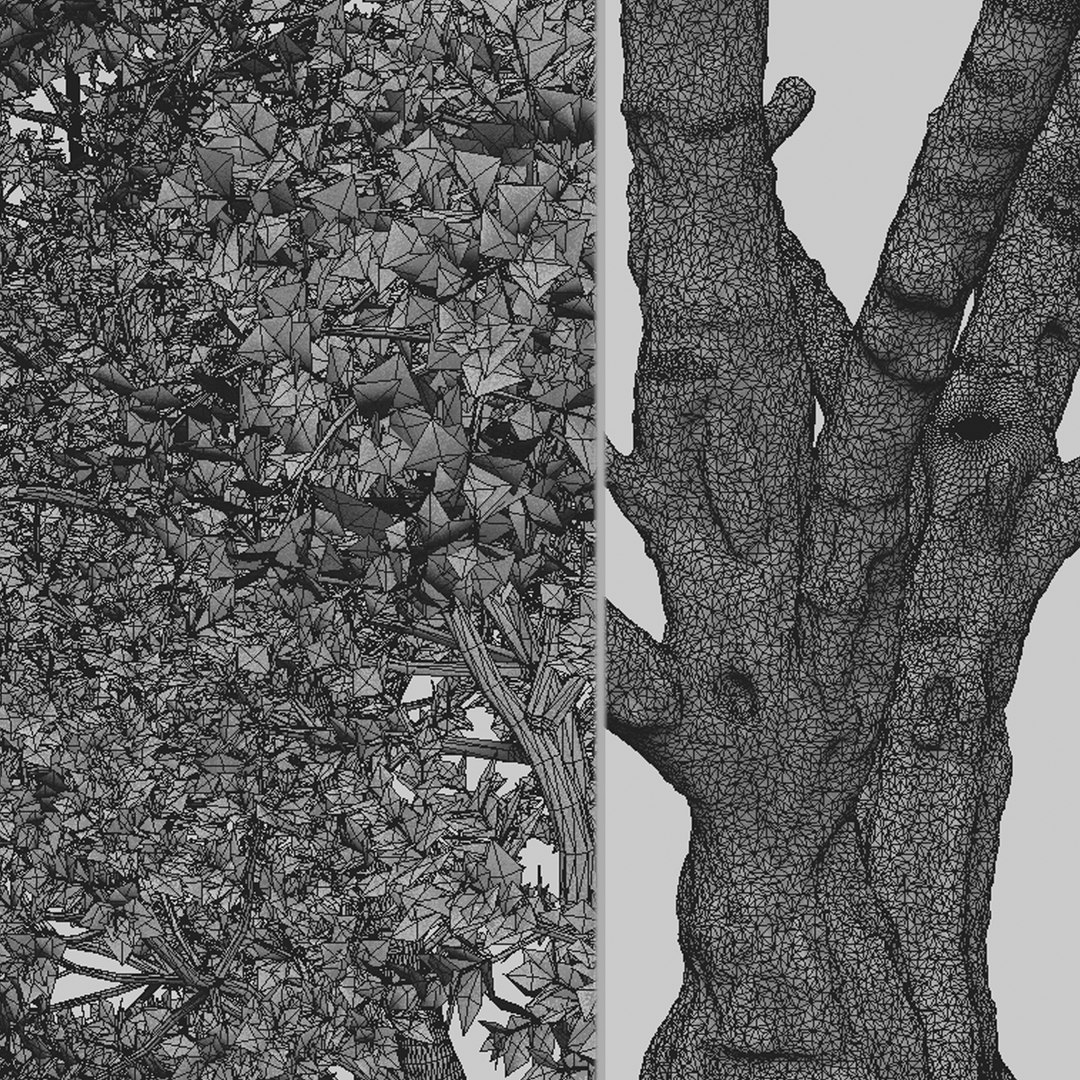3D Set of California Sycamore or Platanus racemosa Tree - 2 Trees model ...