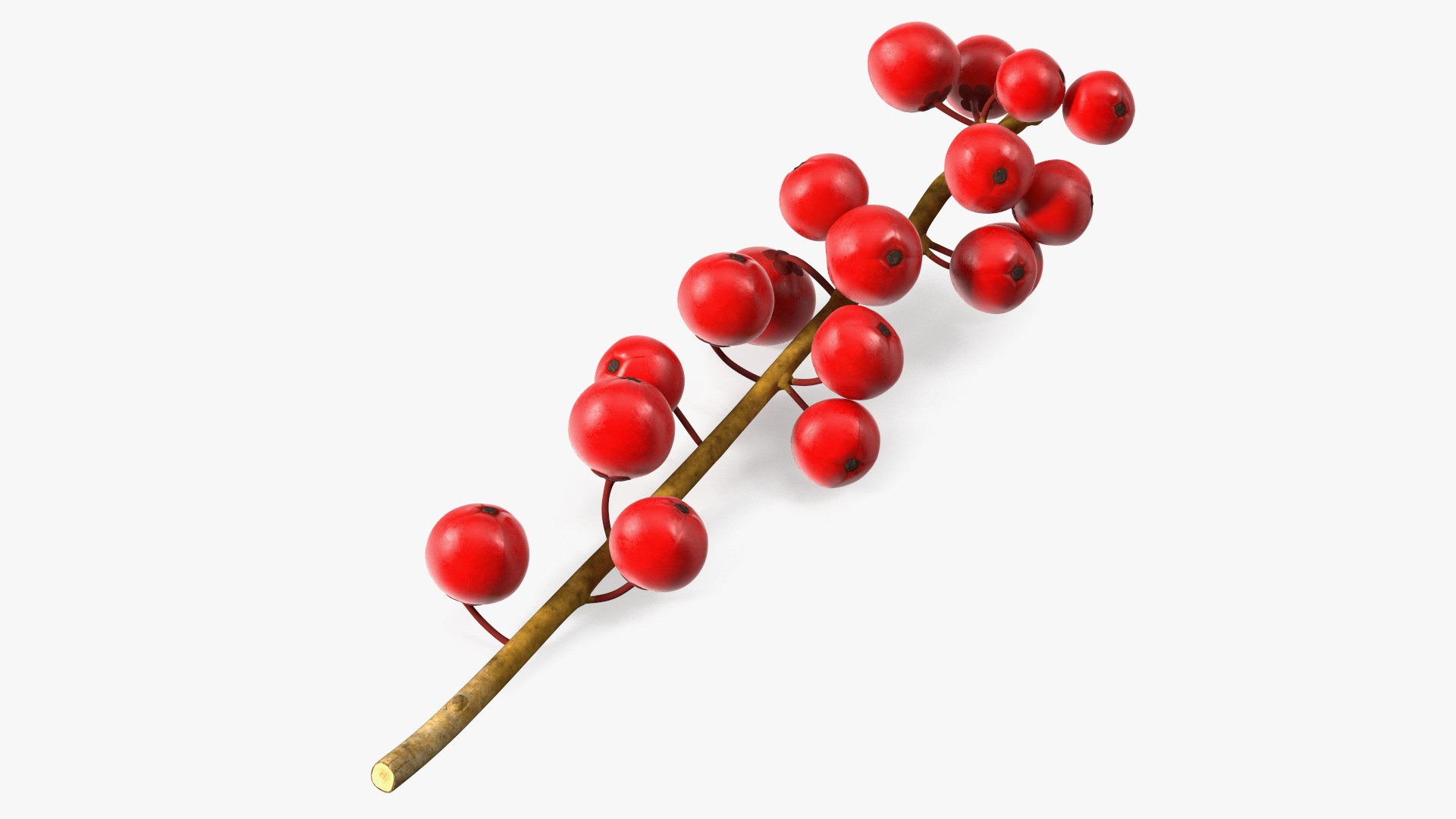 Ilex Aquifolium Berries on Branch 3D model - TurboSquid 2075459