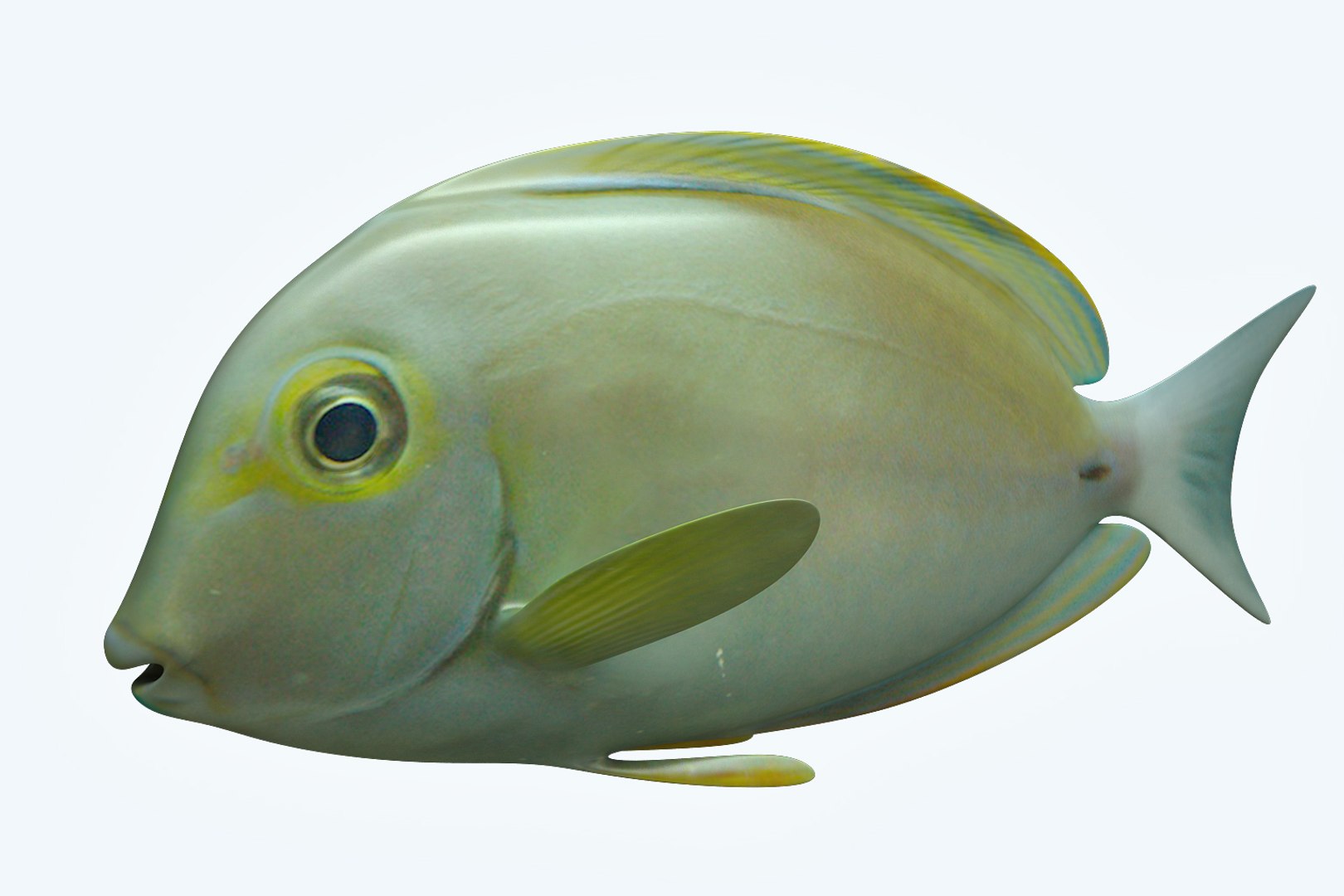 Doctor fish 3D model - TurboSquid 1206237