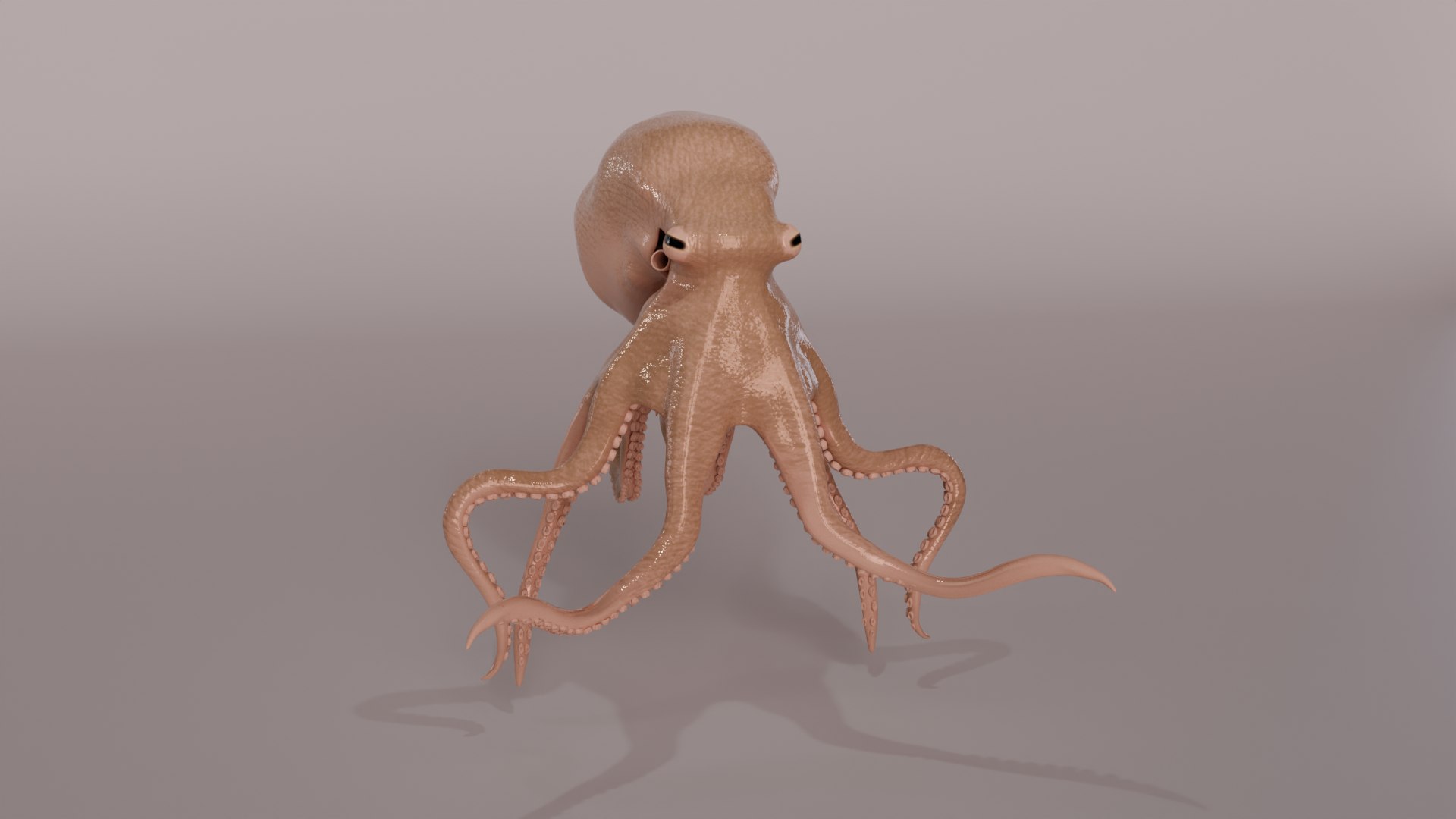 3D Model Octopus Anatomy - TurboSquid 2359280