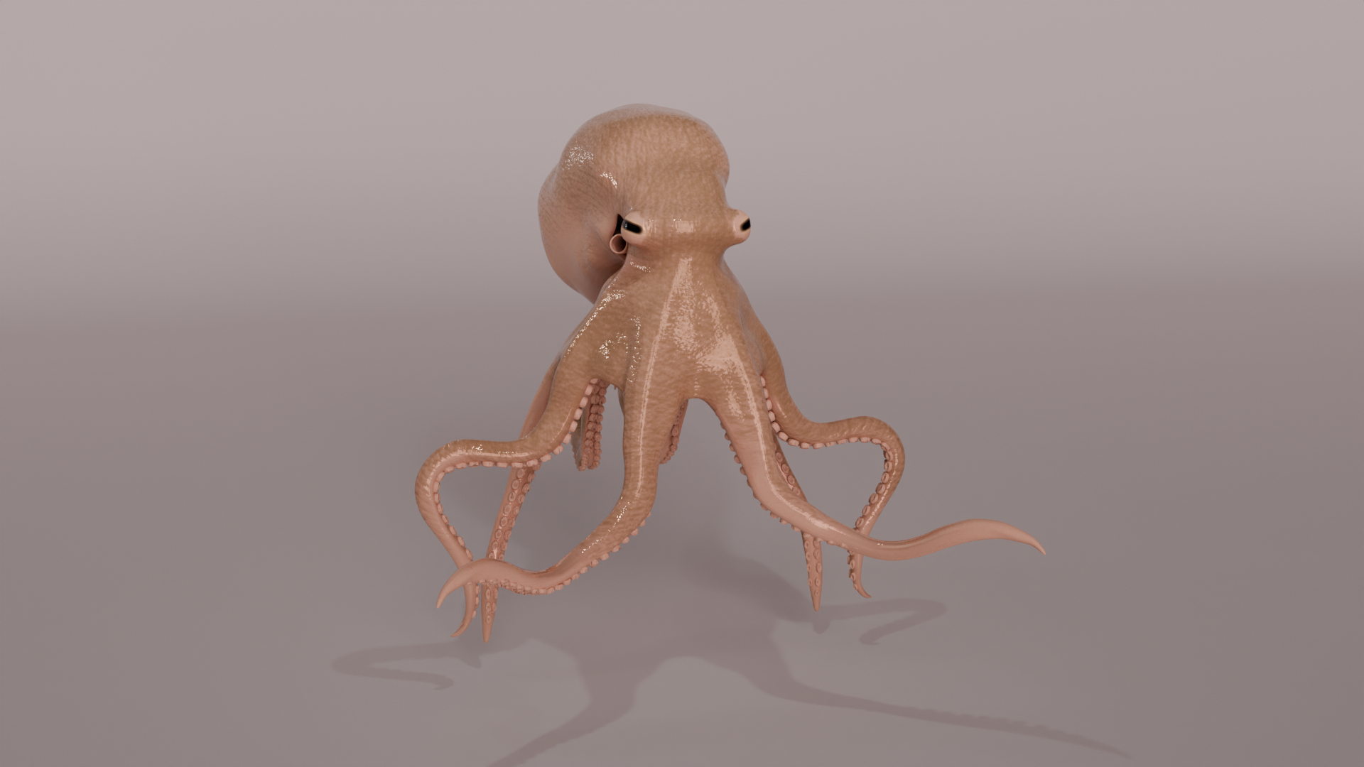 3D Model Octopus Anatomy - TurboSquid 2359280
