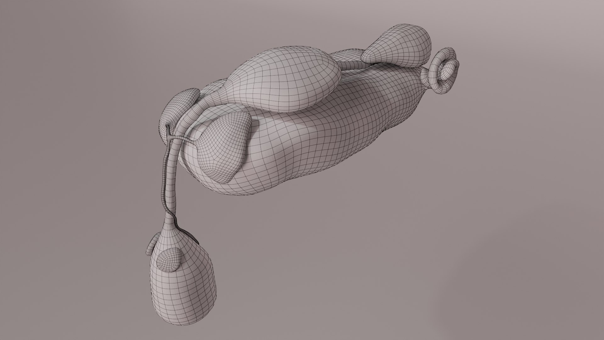 3D Model Octopus Anatomy - TurboSquid 2359280