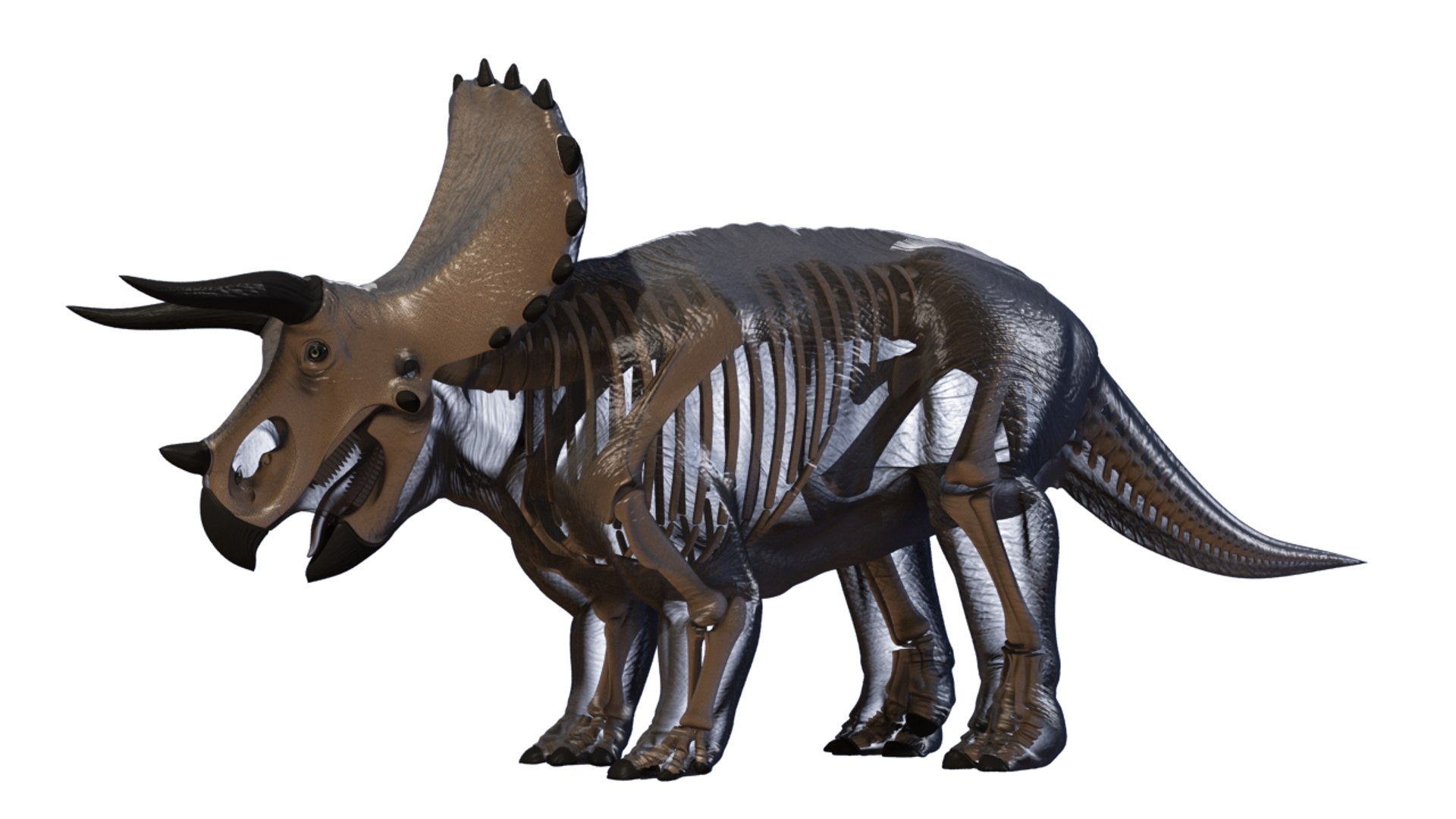 Triceratops Skeleton 3d Model