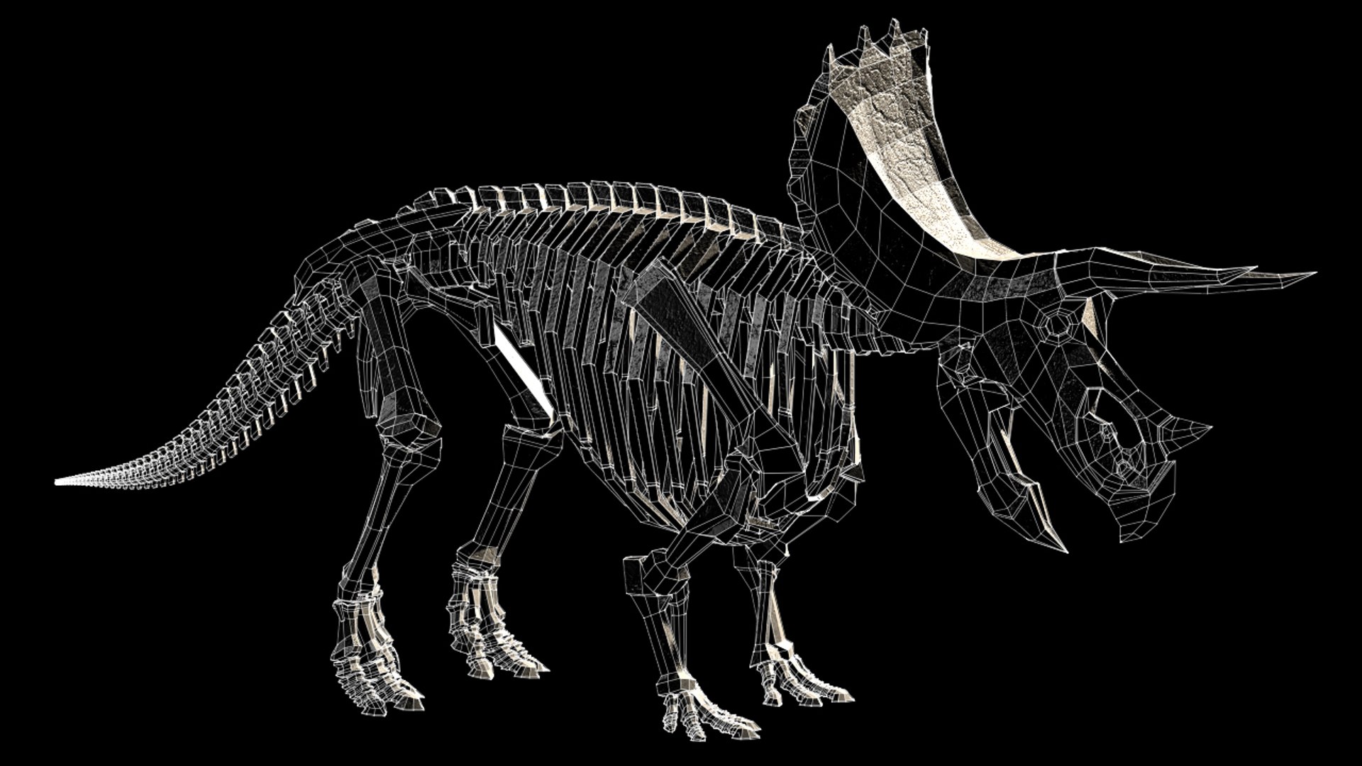 Triceratops Skeleton 3d Model