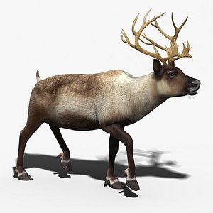 Deer 3D Models for Download | TurboSquid