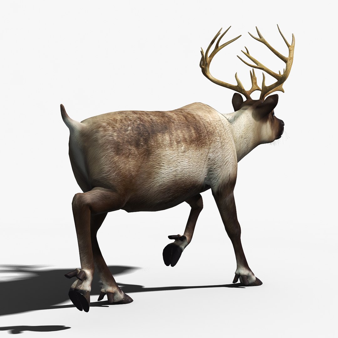 Obj Reindeer Rigged