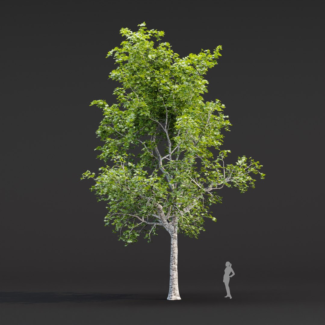 3D Trees collection vol 247-3dsmax - TurboSquid 2179683