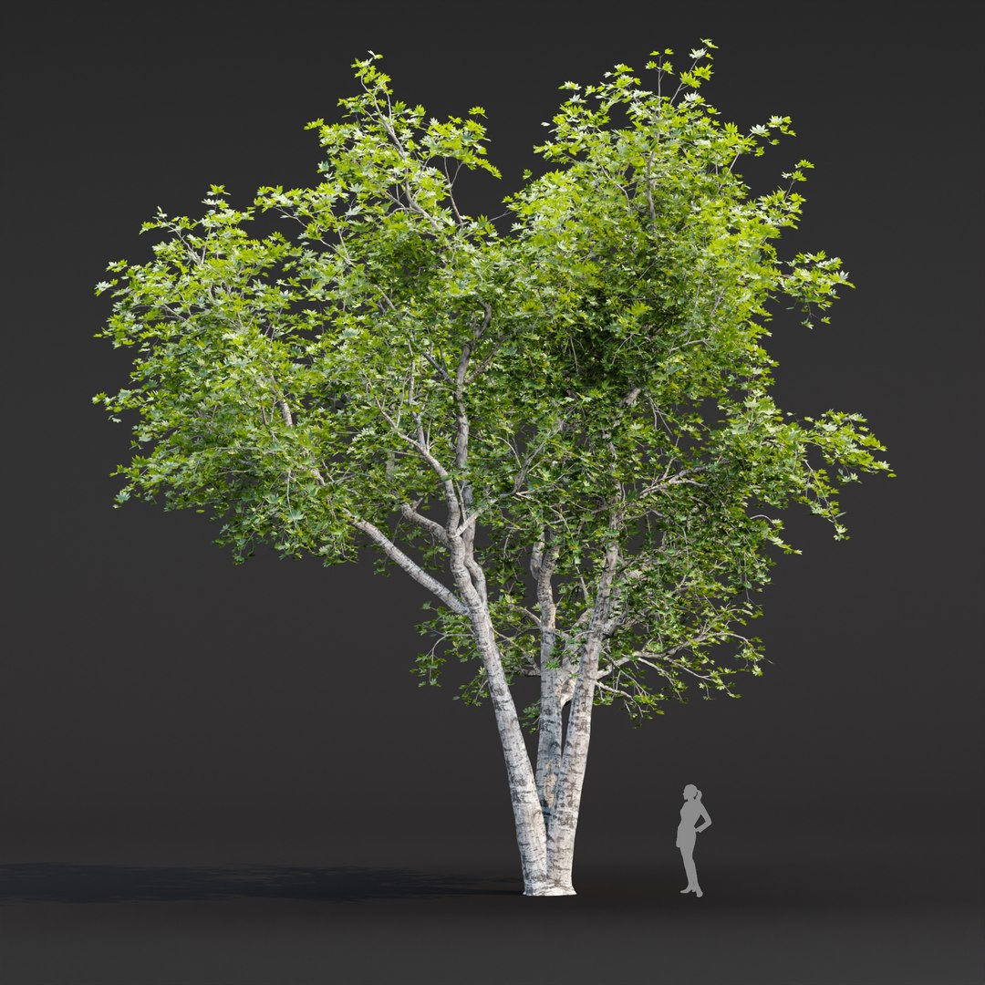 3D Trees collection vol 247-3dsmax - TurboSquid 2179683