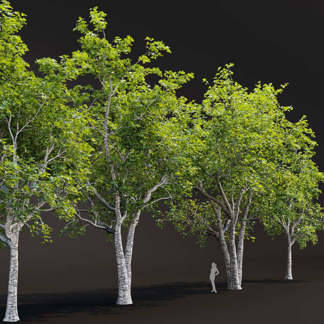 3D Trees collection vol 247-3dsmax - TurboSquid 2179683