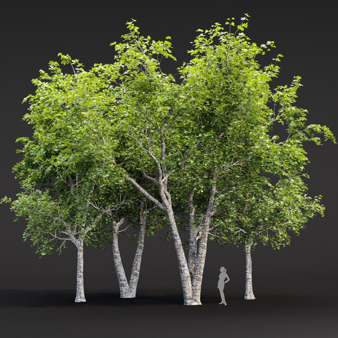 3D Trees collection vol 247-3dsmax - TurboSquid 2179683