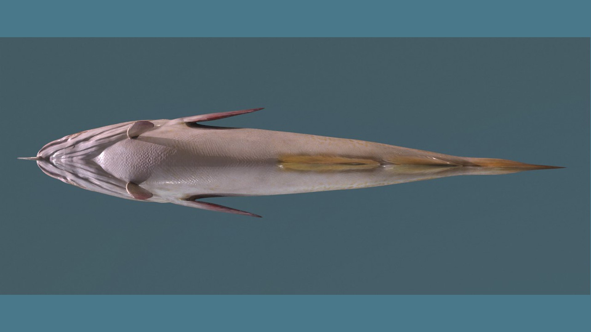 3D Cod Fish Low-poly 3D Model Model - TurboSquid 1981849