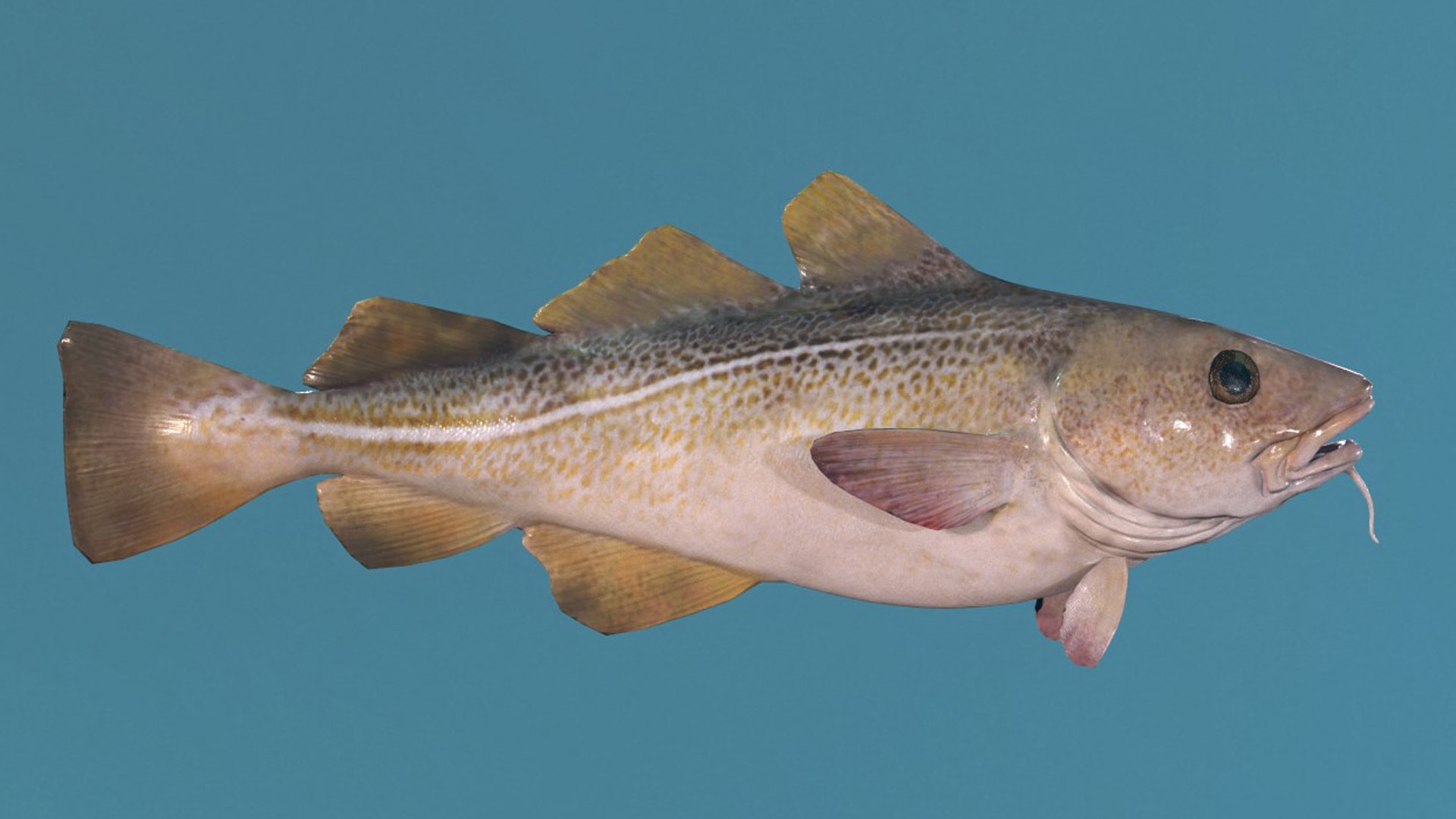 3D Cod Fish Low-poly 3D Model Model - TurboSquid 1981849