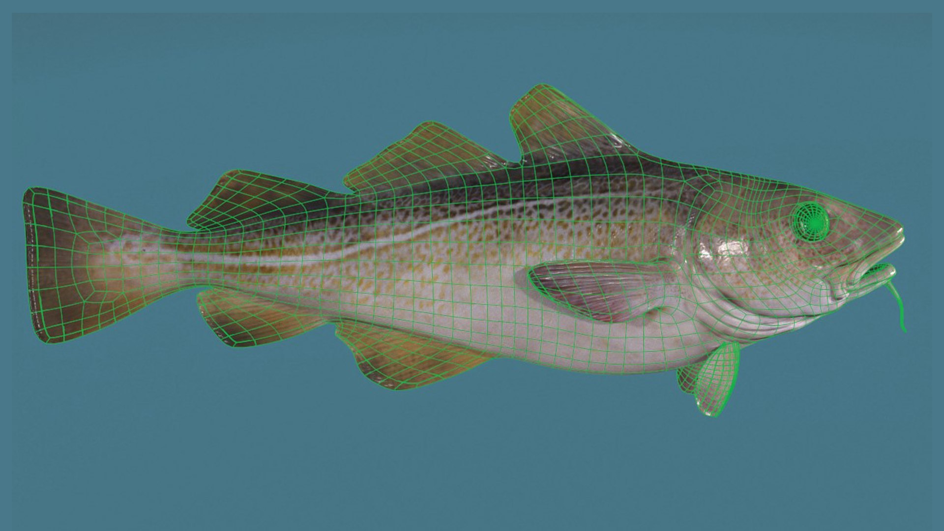 3D Cod Fish Low-poly 3D Model Model - TurboSquid 1981849