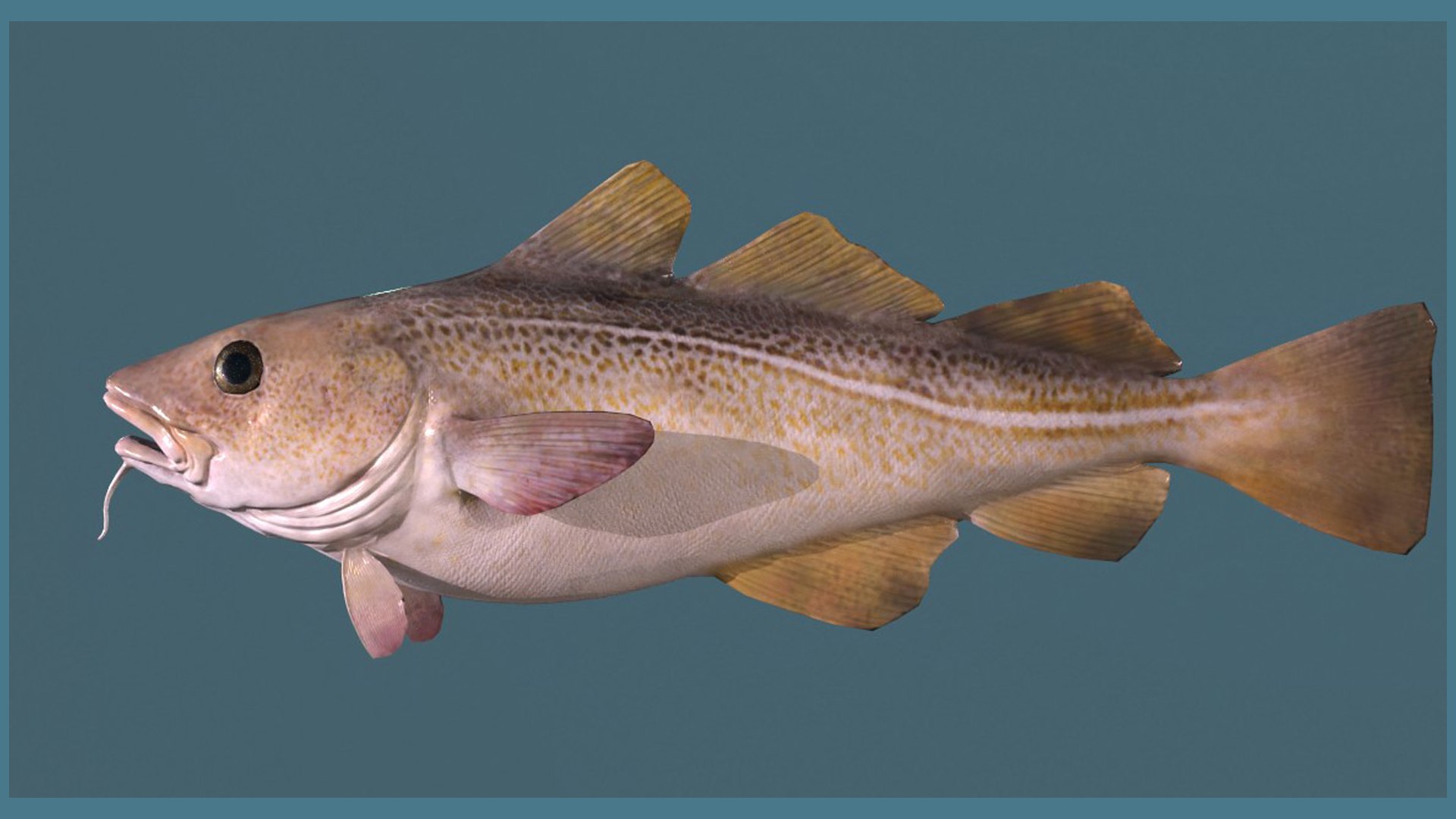 3D Cod Fish Low-poly 3D Model Model - TurboSquid 1981849