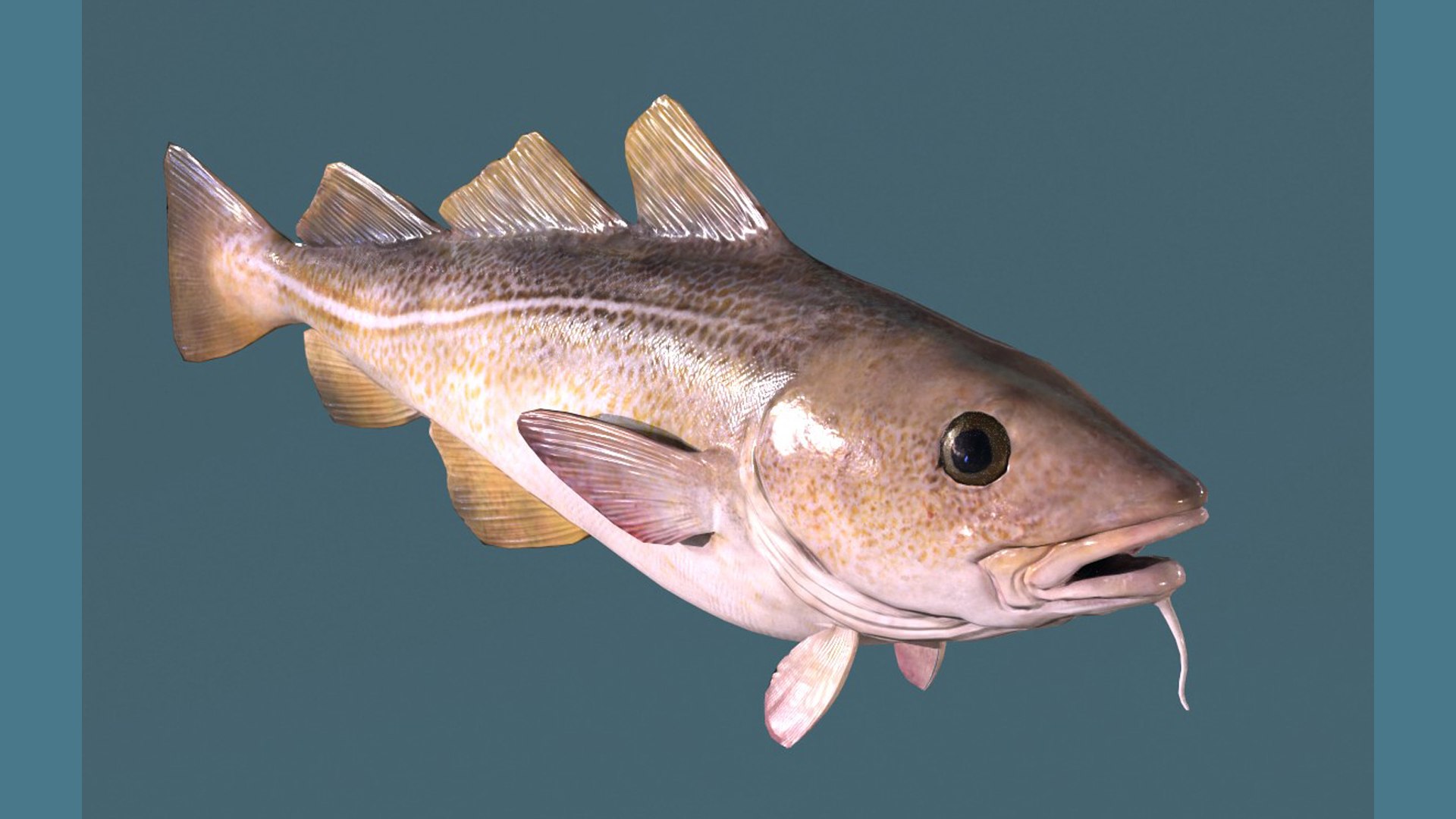 3D Cod Fish Low-poly 3D Model Model - TurboSquid 1981849